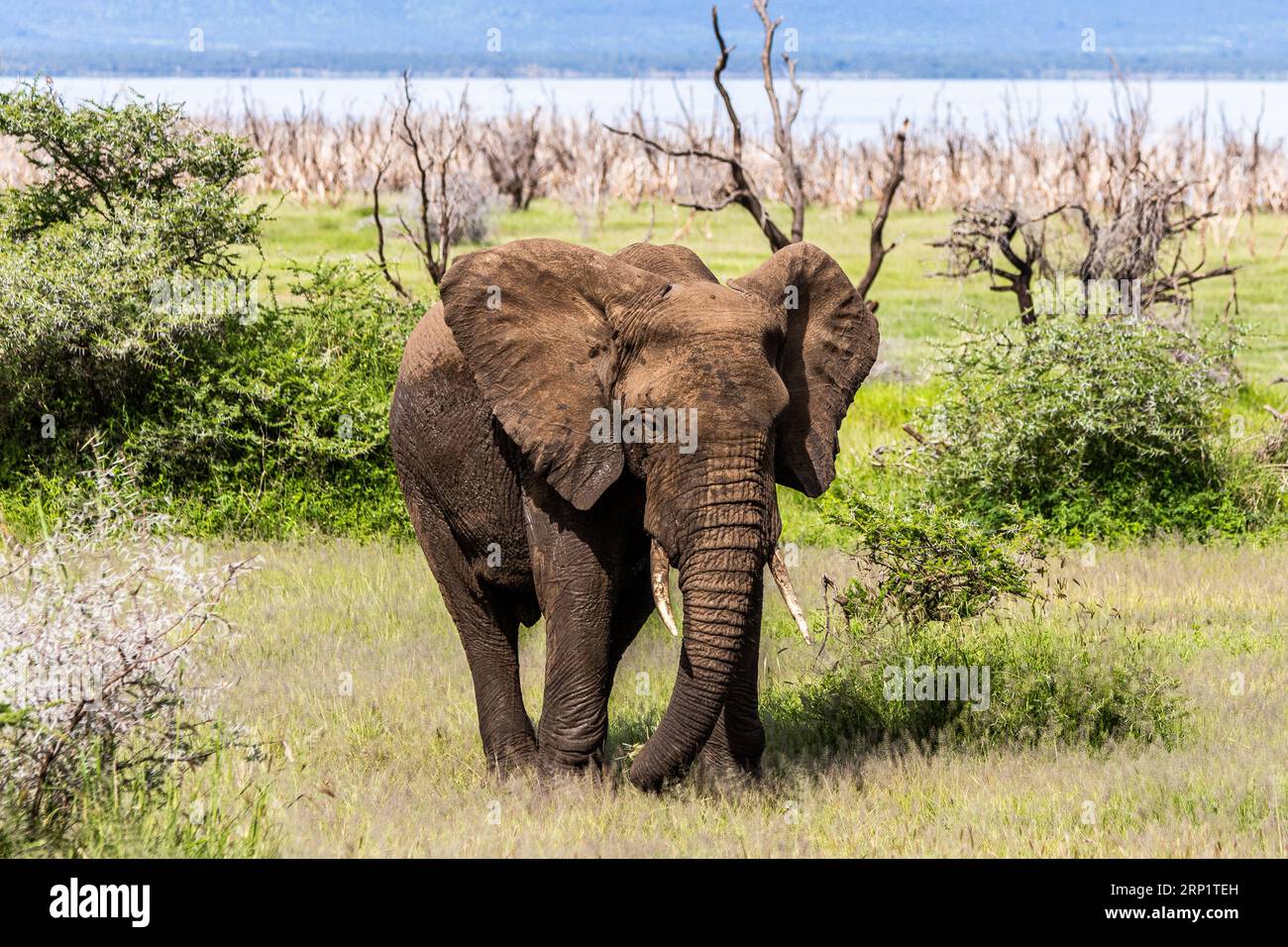 A majestic African elephant peacefully grazing on lush vegetation in a ...