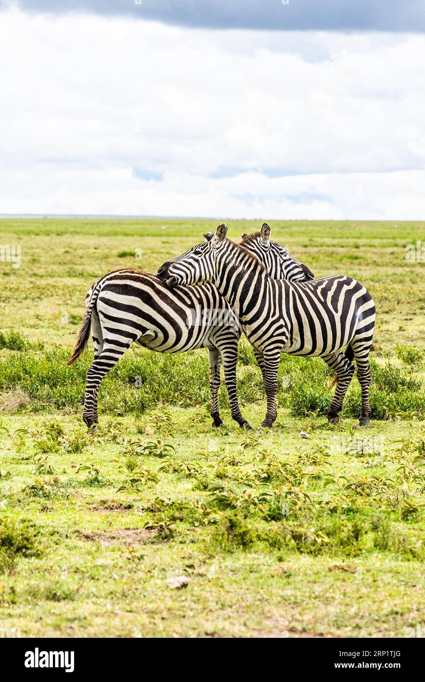 Grassland Habitat Animals