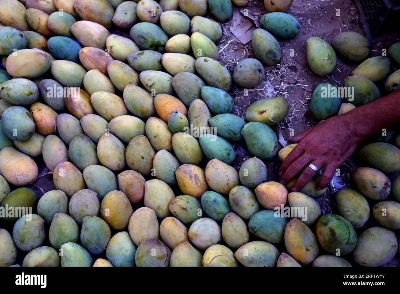 Egypt monofya mango hi-res stock photography and images - Alamy