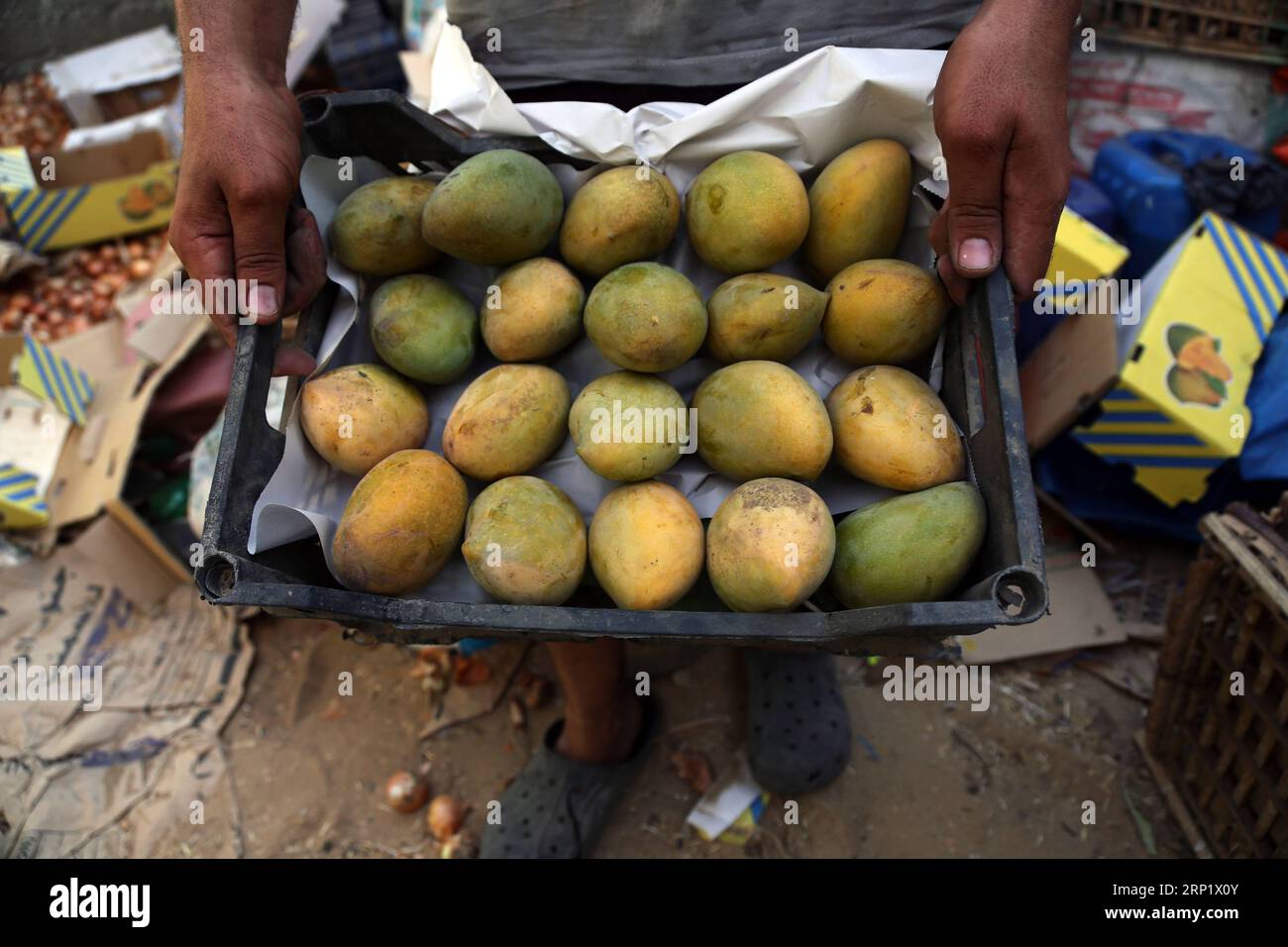 Egypt monofya mango hi-res stock photography and images - Alamy