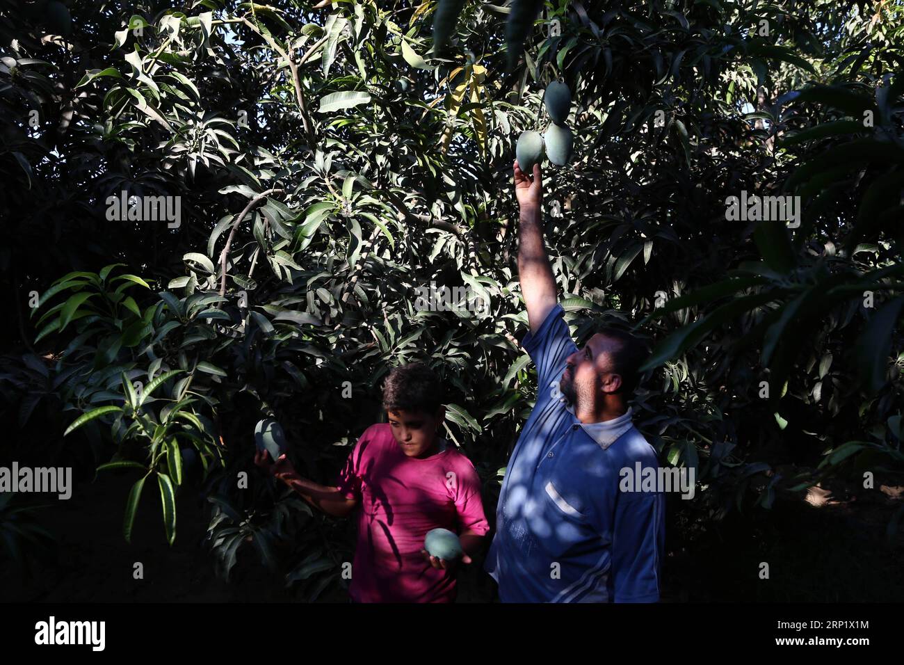 Egypt monofya mango hi-res stock photography and images - Alamy
