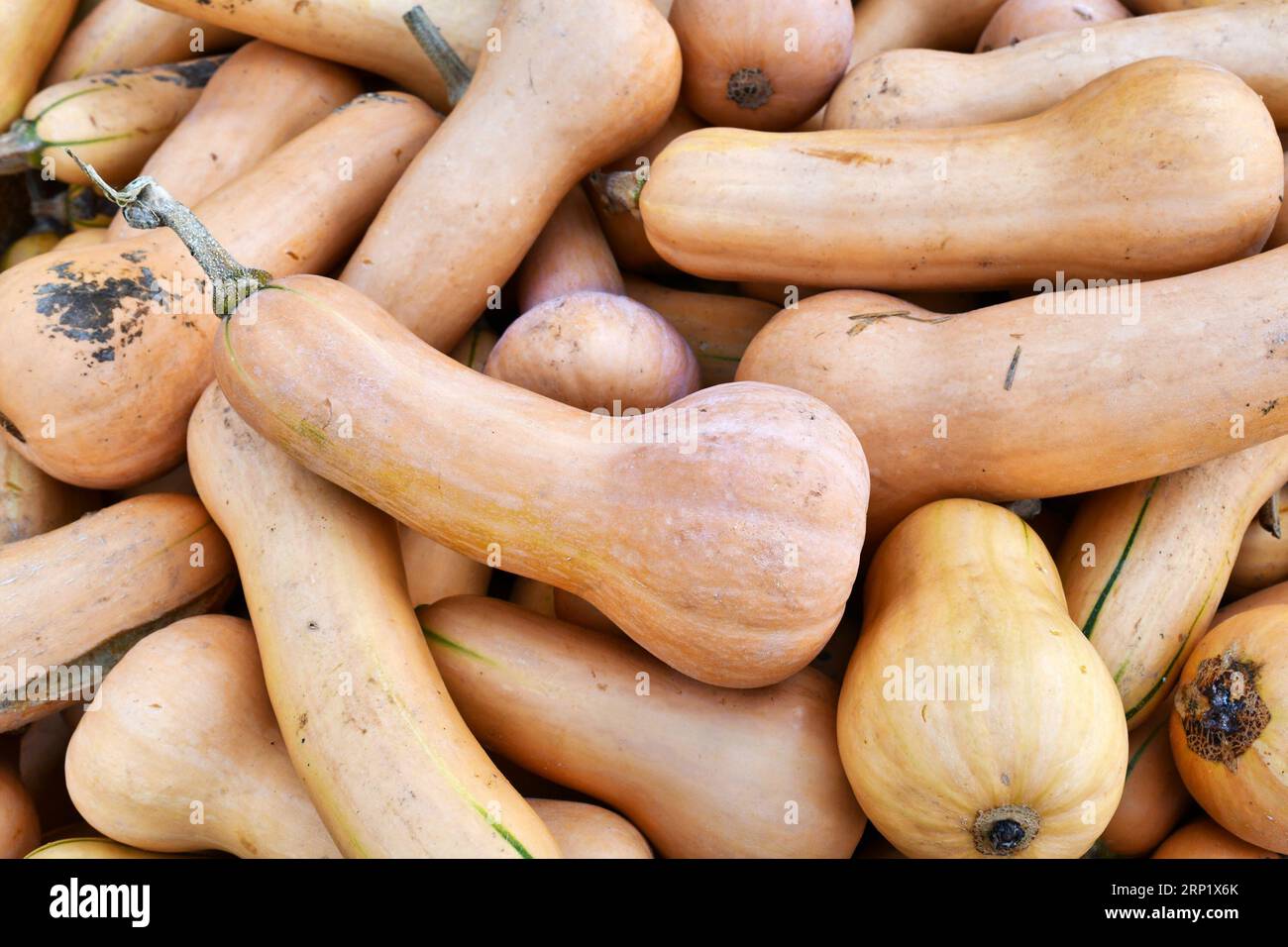 Pile of long Butternut pumpkins Stock Photo - Alamy