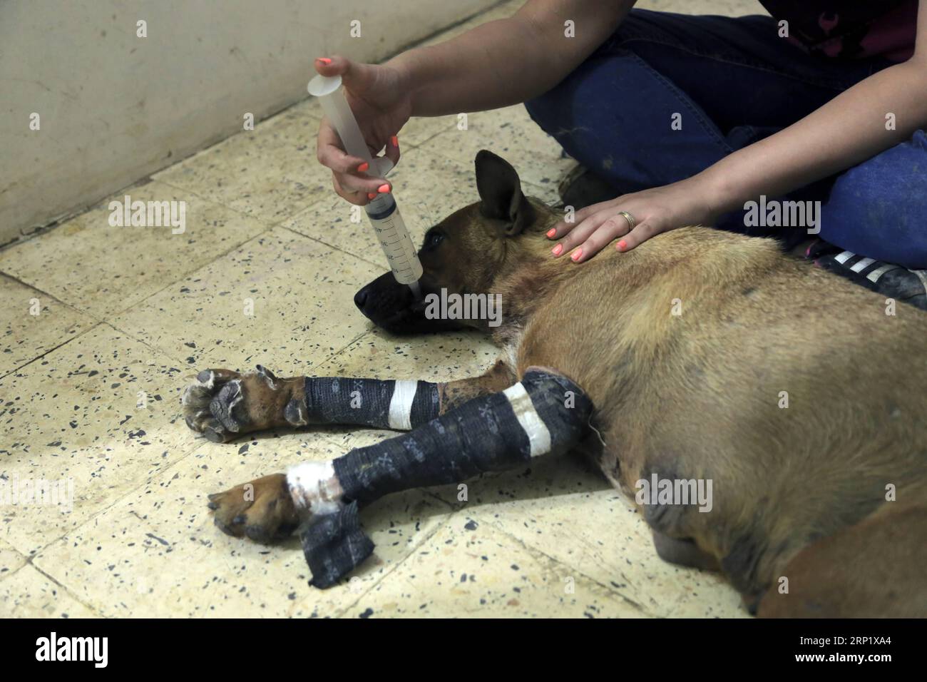 Treated like an animal hi-res stock photography and images - Alamy