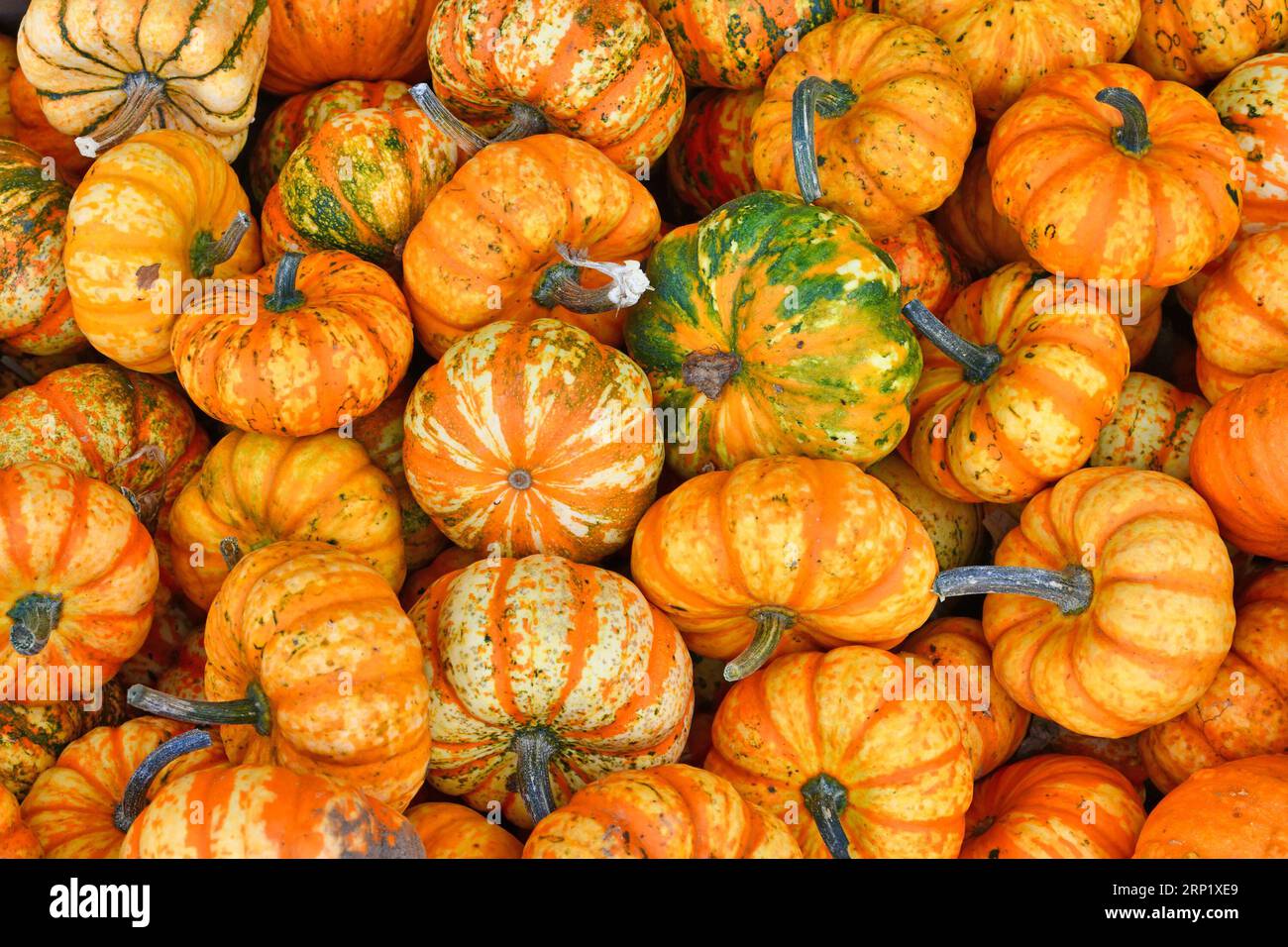 Top view of many small yellow and orange striped Carnival squashes in ...