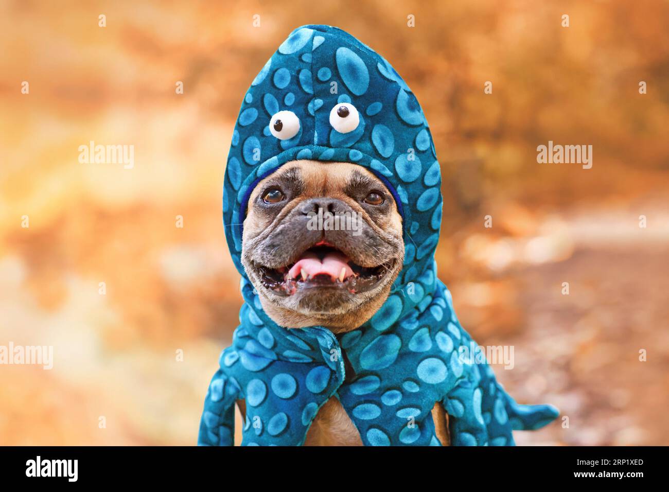 Happy French Bulldog dog wearing funny octopus Halloween costume with ...