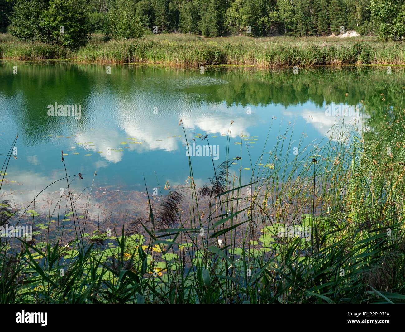 Poisoned lake in opencast mine Muzakow, Leknica, New Herons, Muskau ...