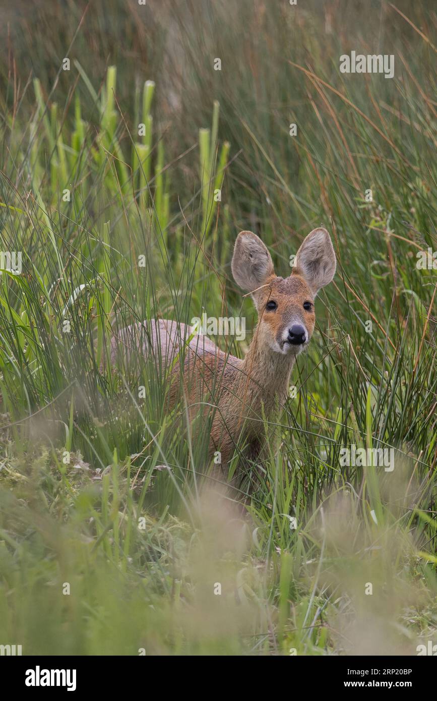 Chinese Water Deer (Hydropotes inermis) peeping Norfolk June 2023 Stock ...