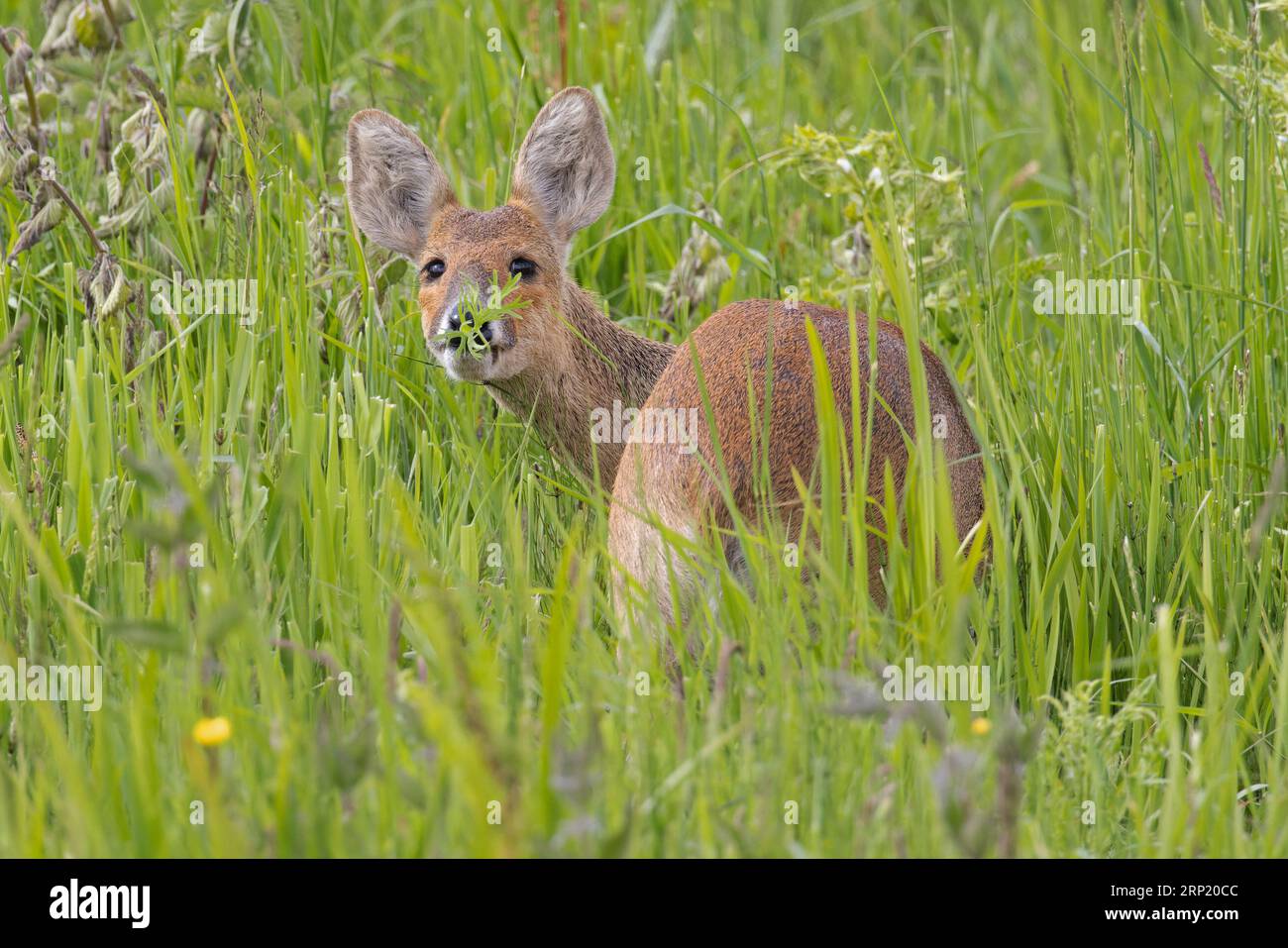 Chinese Water Deer (Hydropotes inermis) eating Norfolk June 2023 Stock ...