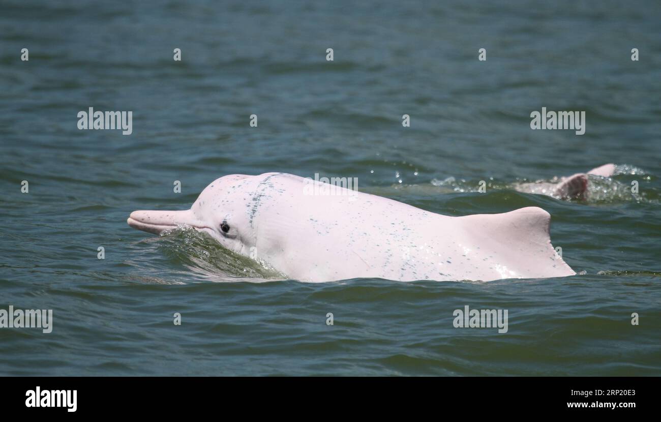 White dolphin china bridge hi-res stock photography and images - Alamy