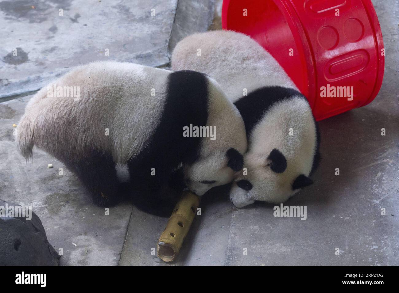 (180810) -- NANJING, Aug. 10, 2018 -- Giant panda twins Hehe and Jiujiu ...
