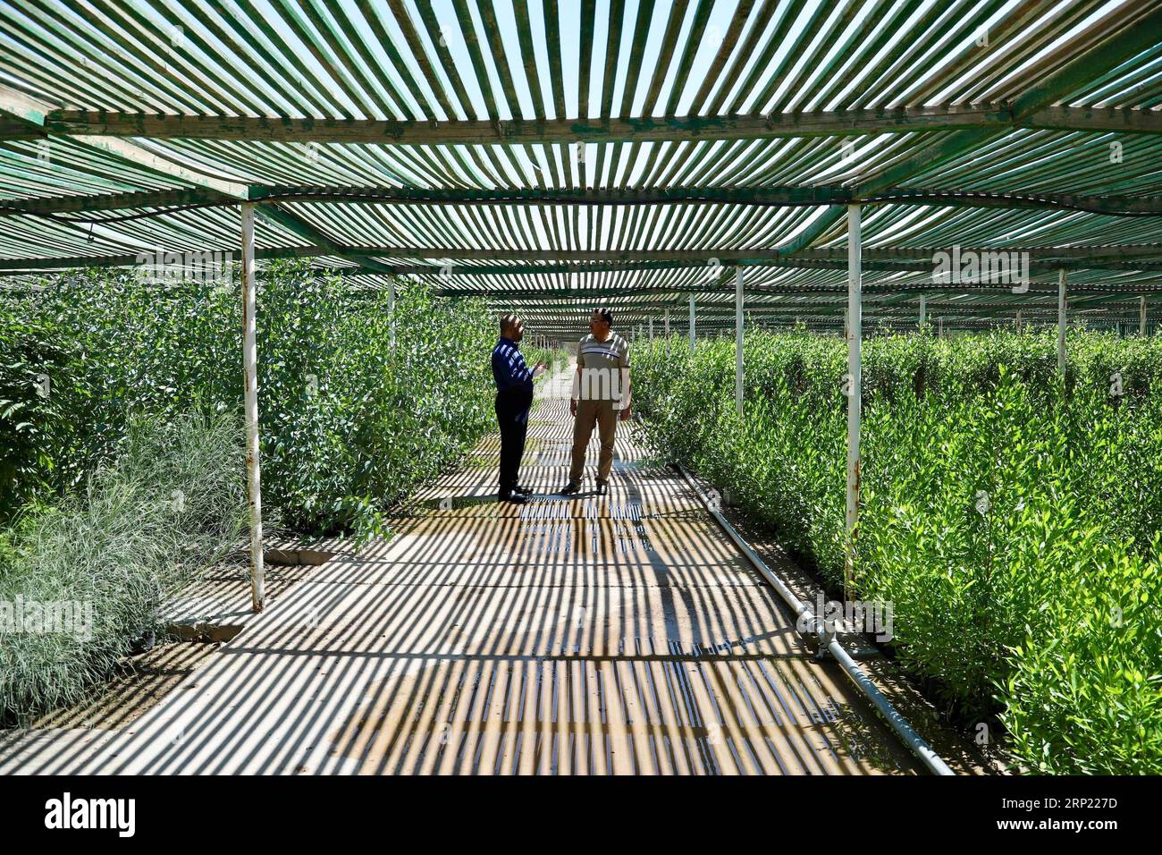 Baghdad forest hi-res stock photography and images - Alamy
