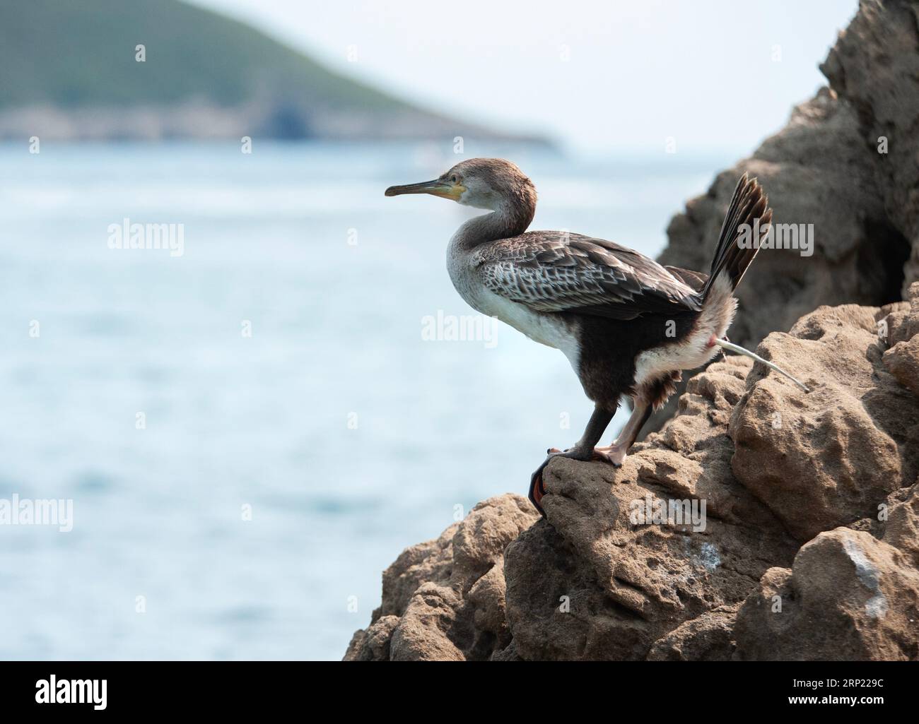 Seabird faeces hi-res stock photography and images - Alamy