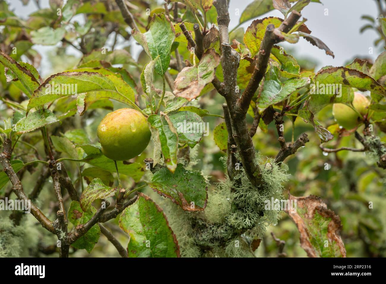 Apple, Malus domestica 'Irish Peach', Rosaceae, gardens at Glenveagh,of ...