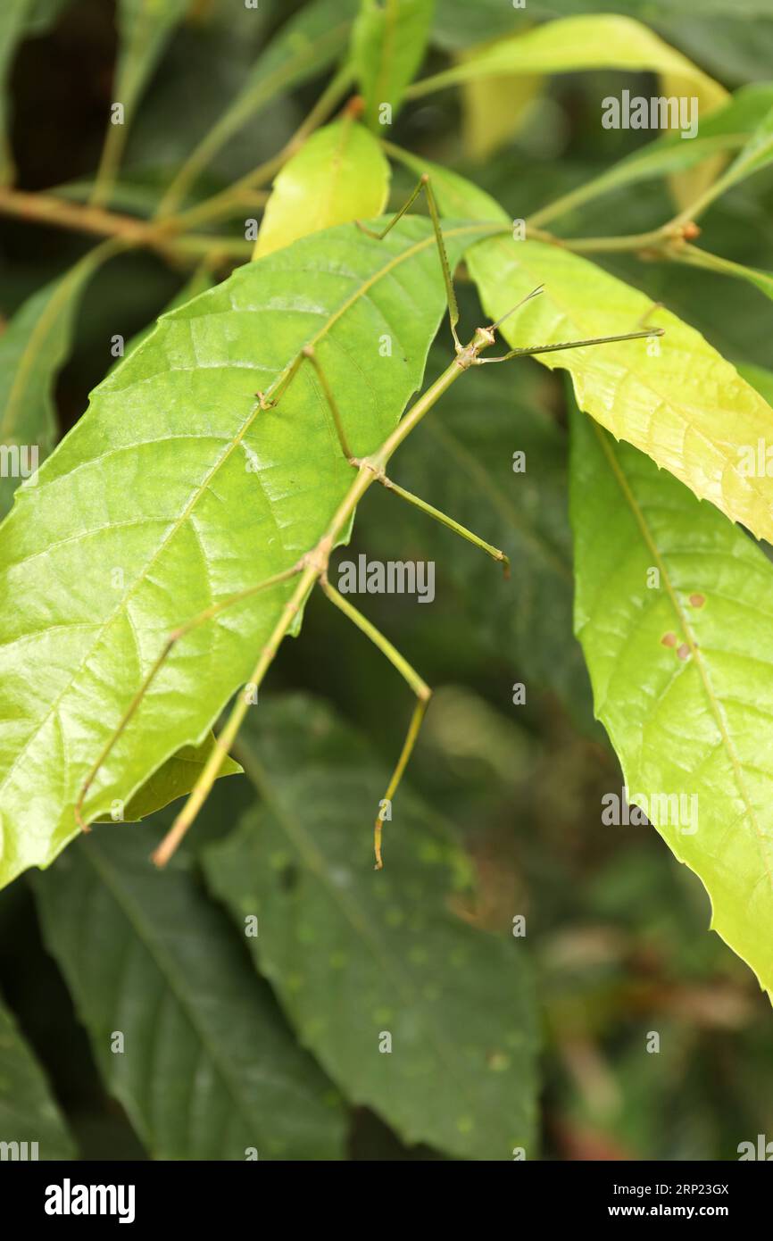 Chinese stick insects hi-res stock photography and images - Alamy