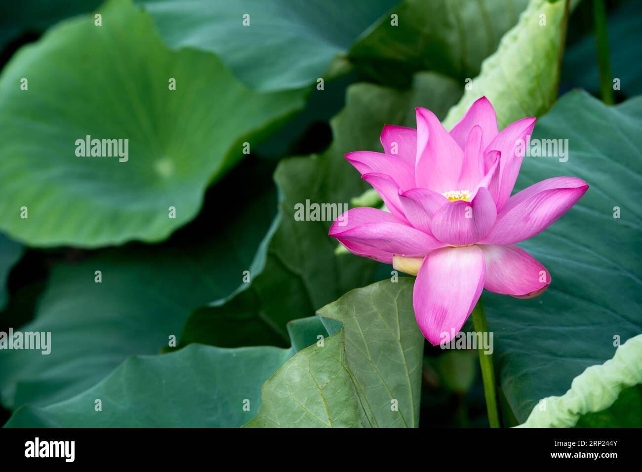 True xiong hi-res stock photography and images - Alamy