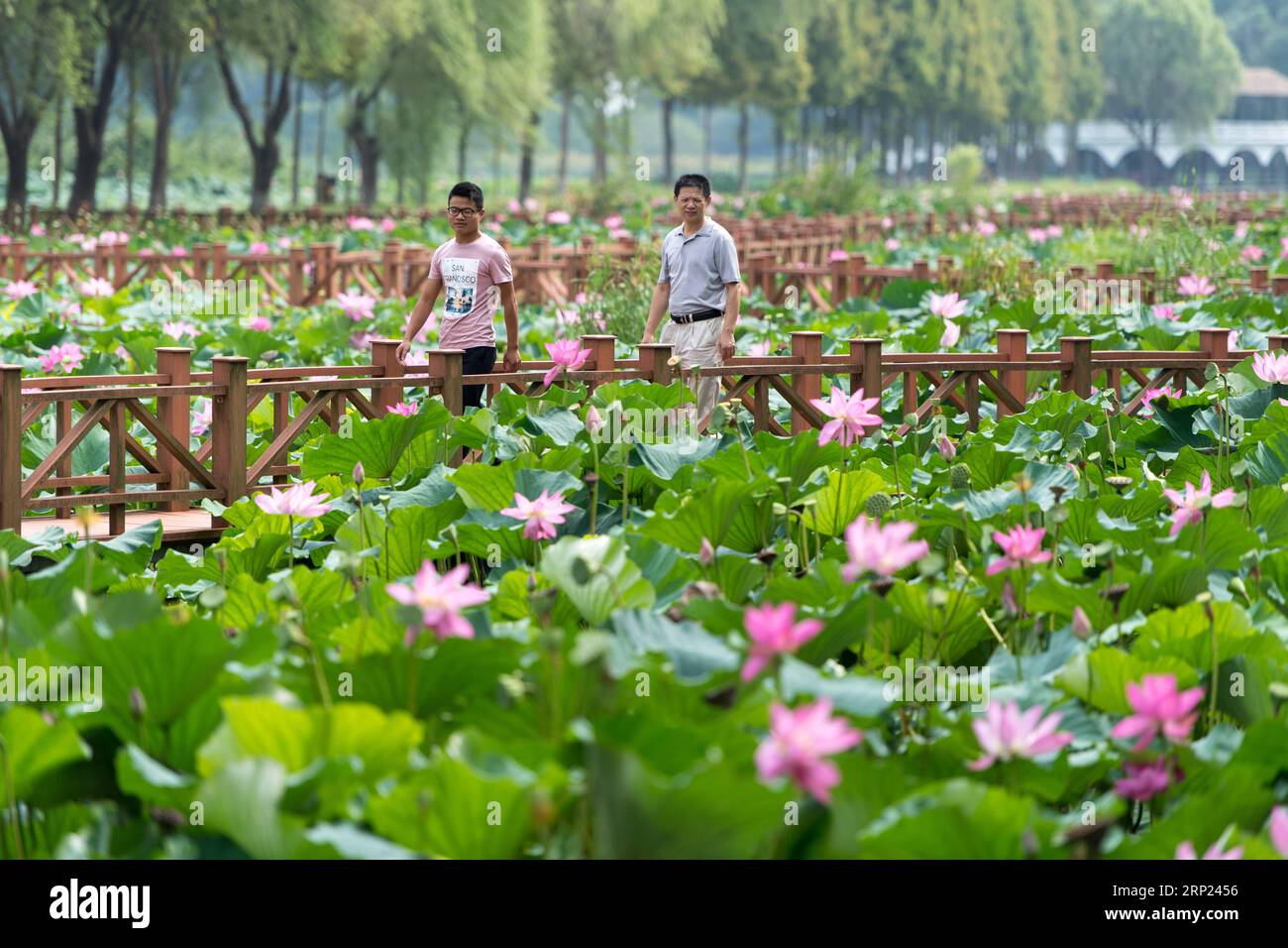 True ducks hi-res stock photography and images - Alamy