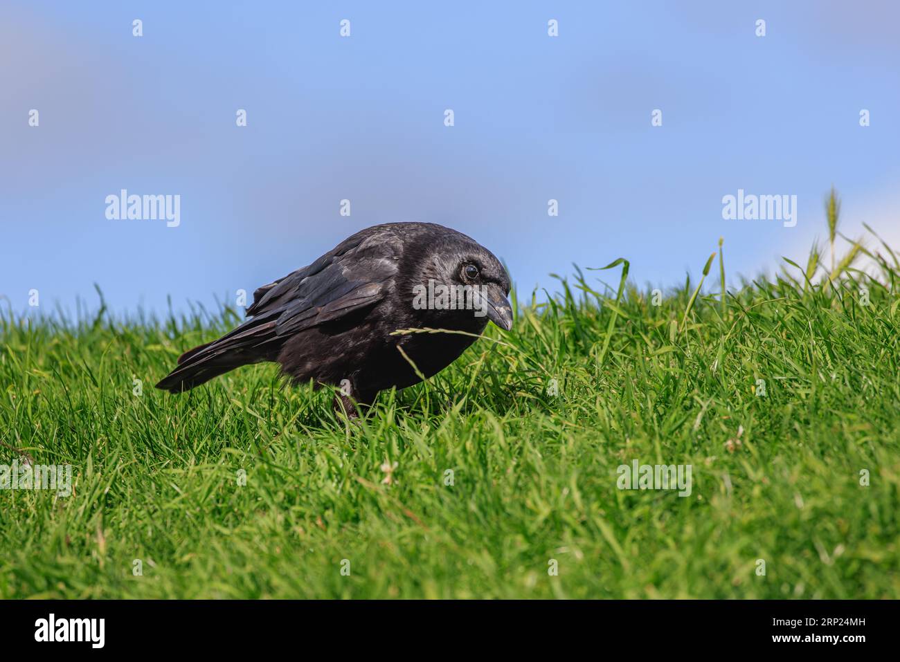 Raven looking hi-res stock photography and images - Alamy