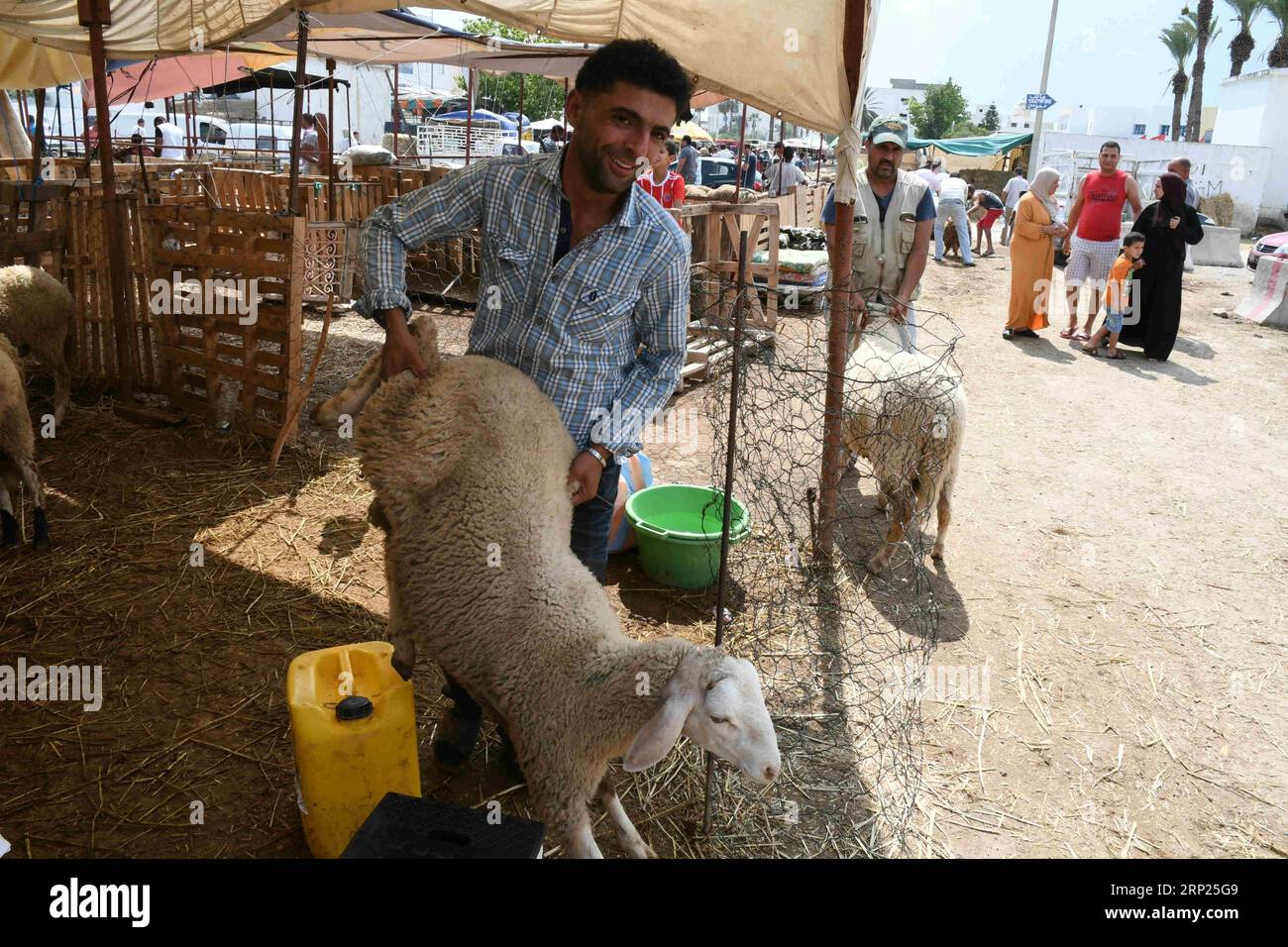 Tunis sheep hi-res stock photography and images - Alamy