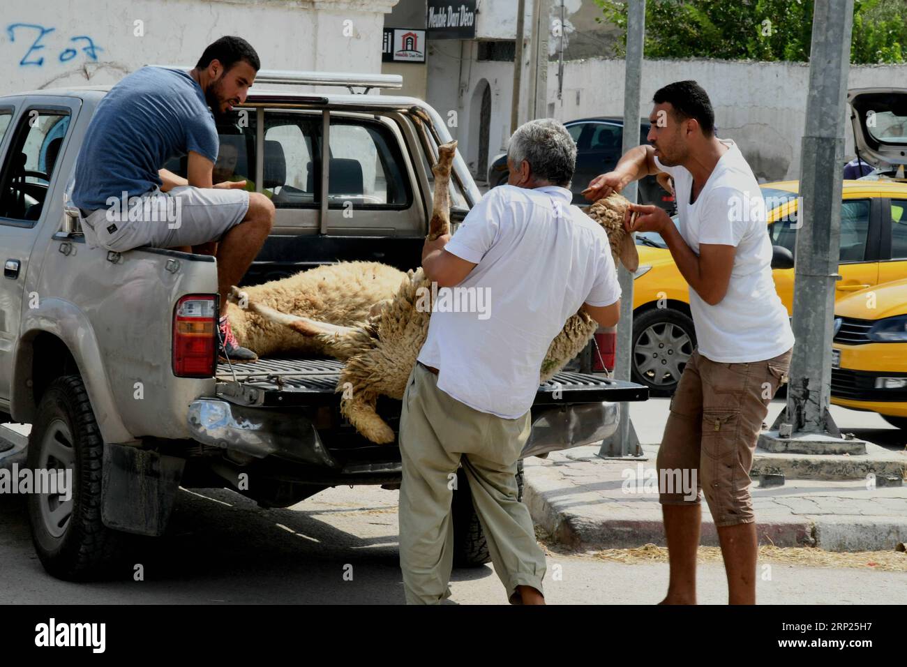 Tunis sheep hi-res stock photography and images - Alamy