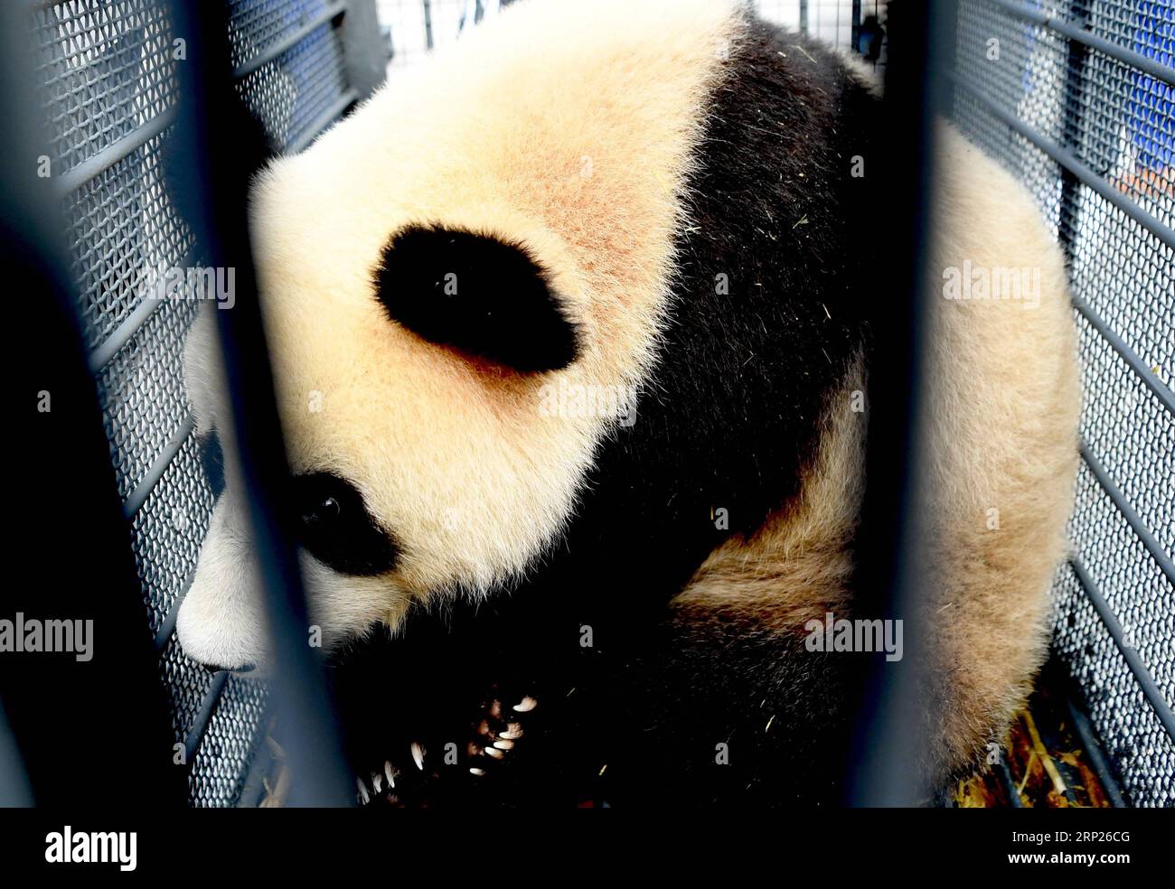 (180821) -- CHANGCHUN, Aug. 21, 2018 (Xinhua) -- Giant panda Mu Yun ...