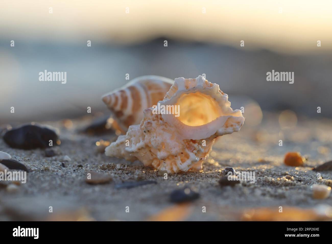 Seashell on the beach Stock Photo - Alamy