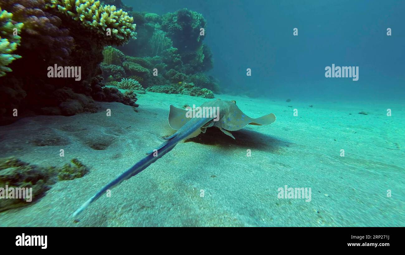 Swim aquatic wildlife hi-res stock photography and images - Alamy