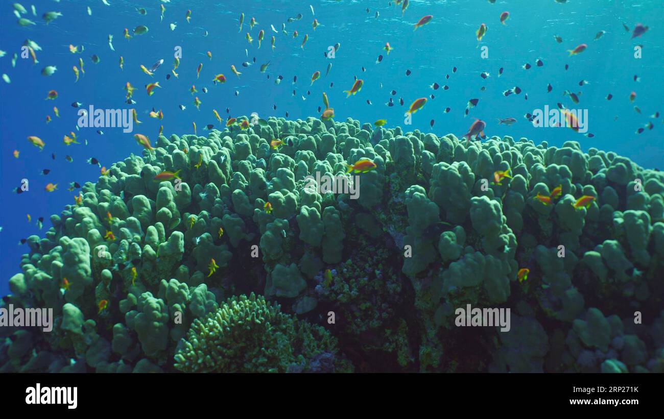 Hard corals colony Porites, school of colorful tropical fish swims ...