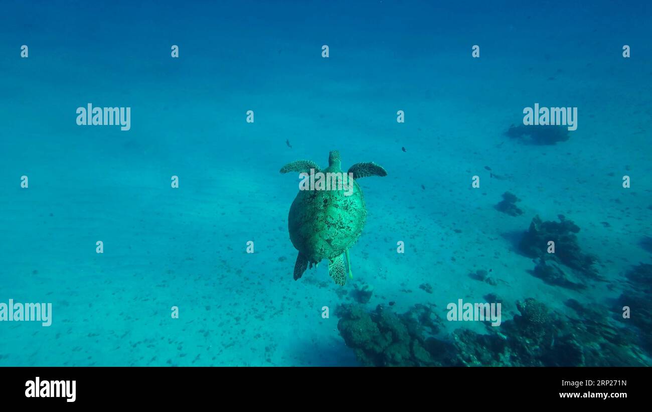 Top view of Great Green Sea Turtle (Chelonia mydas) floating in the ...