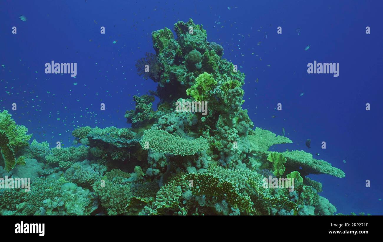 Beautiful tropical coral reef in coral garden in blue deep sea colorful ...