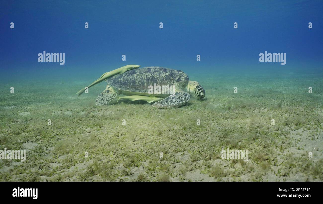 Wide-angle shot of Sea turtle grazing on the seaseabed, slow motion ...