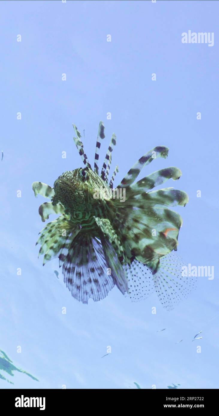 Lion fish swims in blue Ocean on blue sky background, bottom view ...