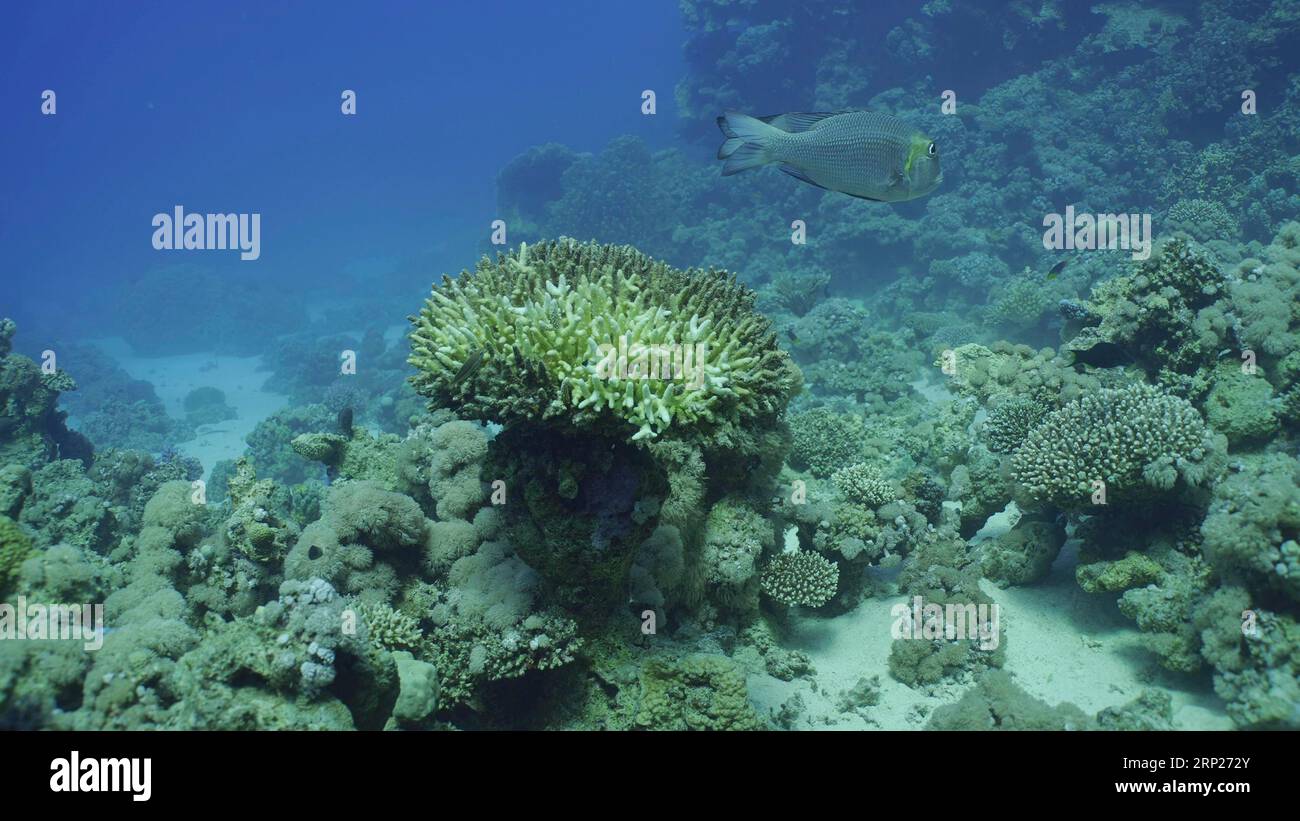 Bleached Hard Table Coral Acropora. Bleaching and death of corals from ...