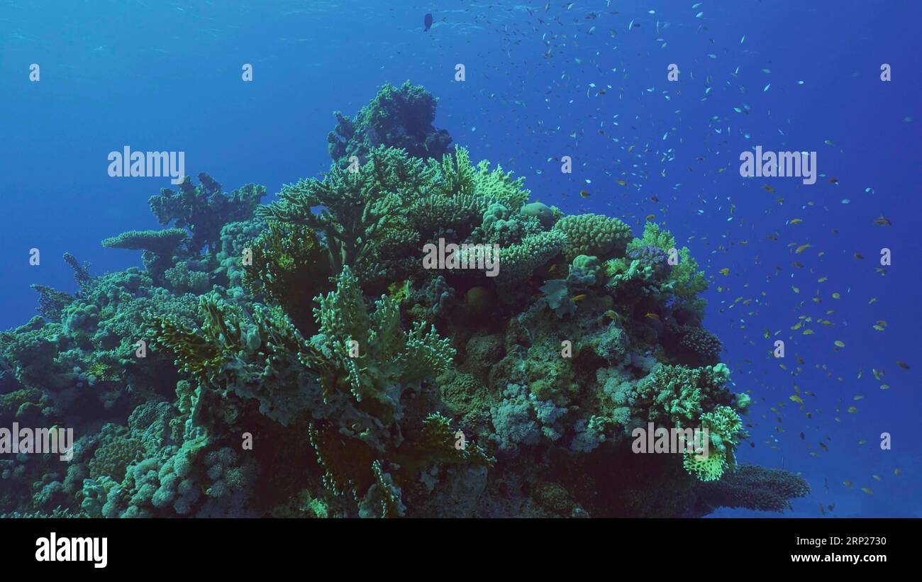 Beautiful tropical coral reef in coral garden in blue deep sea colorful ...
