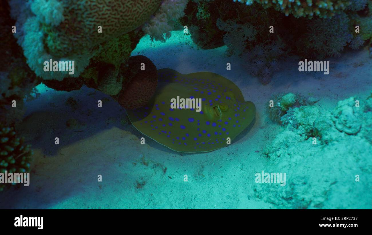 Bluespotted ribbontail ray on sea hi-res stock photography and images ...