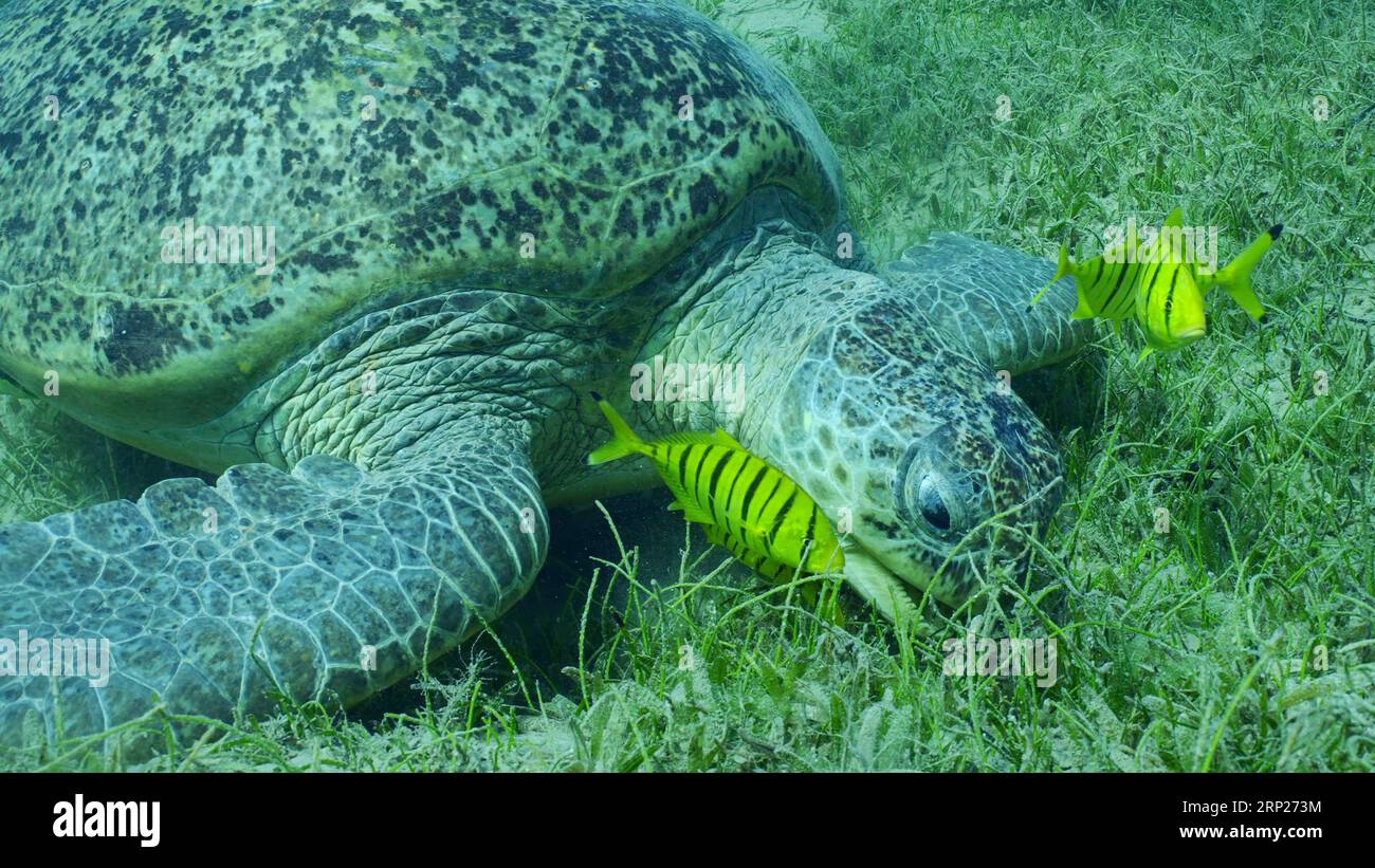 Great Green Sea Turtle (Chelonia mydas) with group of Golden Trevally ...