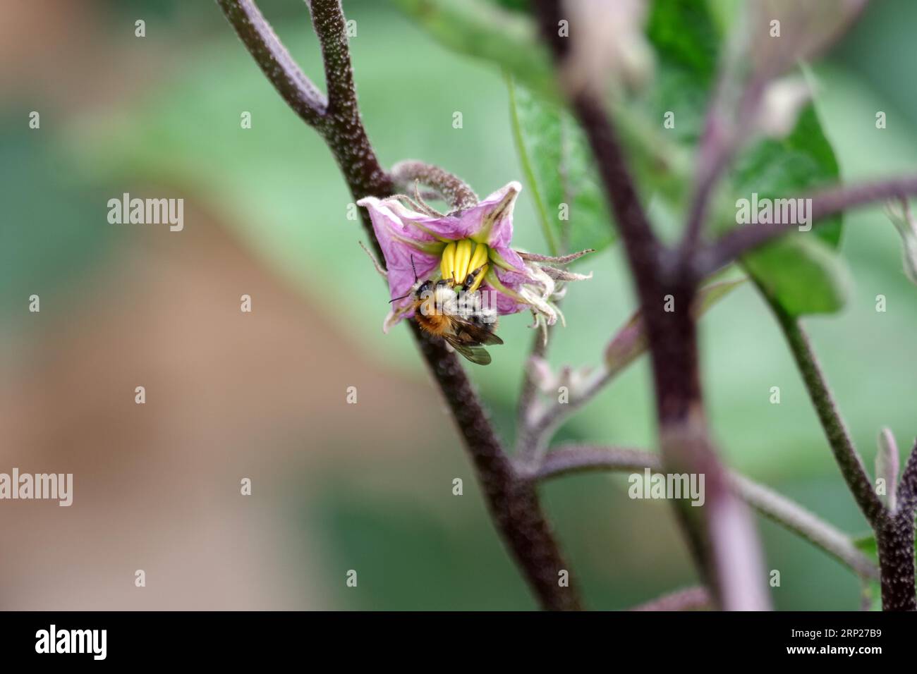 Common carder-bee (Bombus pascuorum), Bumblebee, Insect, Eggplant ...