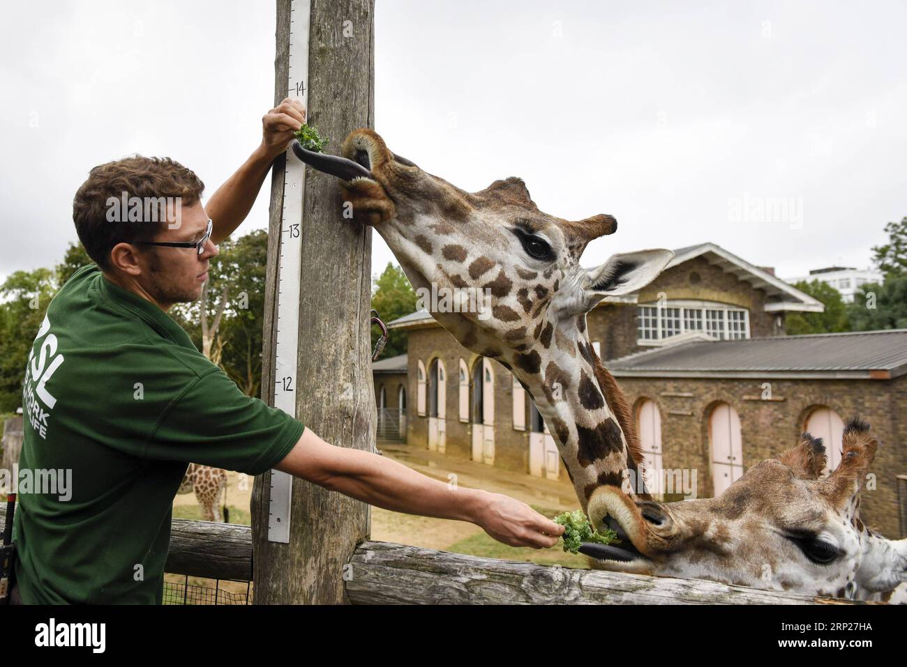 (180823) -- LONDON, Aug. 23, 2018 -- A keeper feeds giraffes at the ...
