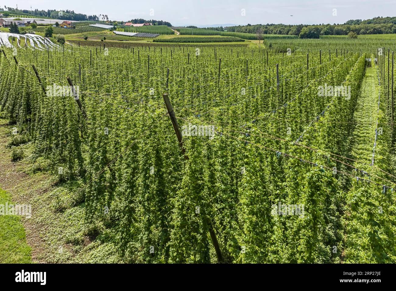 Hop growing region hi-res stock photography and images - Alamy