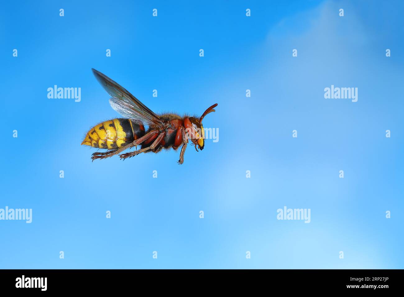 European hornet (Vespa crabro), worker in flight, flight photo against ...
