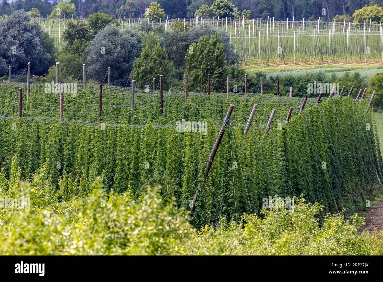 Hop growing region hi-res stock photography and images - Alamy