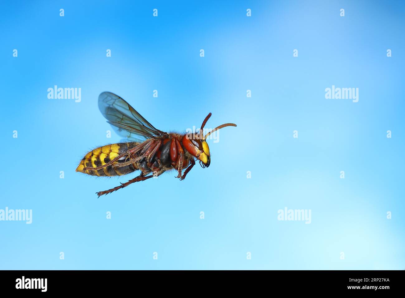 European hornet (Vespa crabro), worker in flight, flight photo against ...