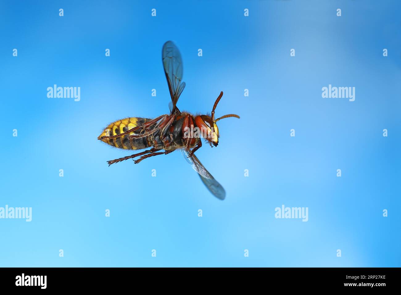 European hornet (Vespa crabro), worker in flight, flight photo against ...