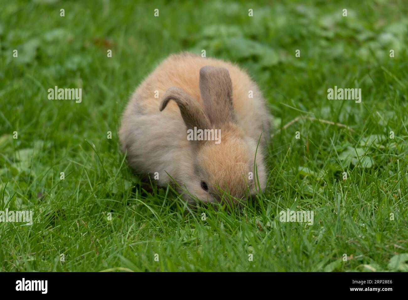 Rabbit feed hi-res stock photography and images - Alamy