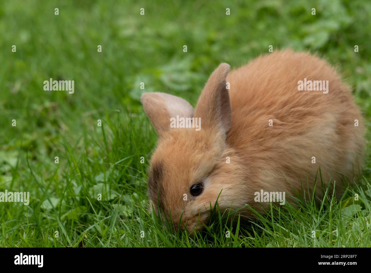 Dwarf rabbit (Brachylagus idahoensis), cream light red, eats grass on a ...