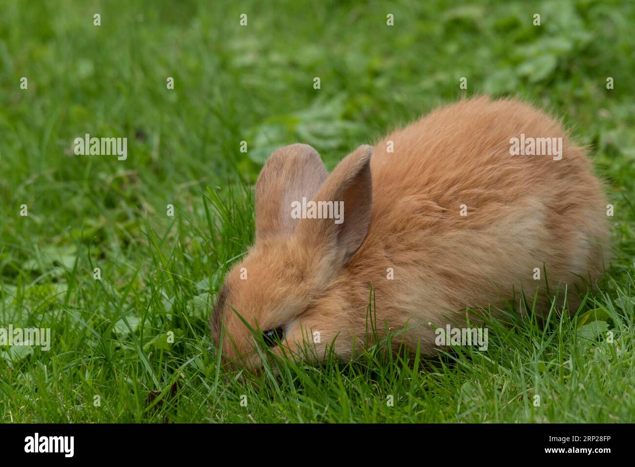 Brachylagus Idahoensis