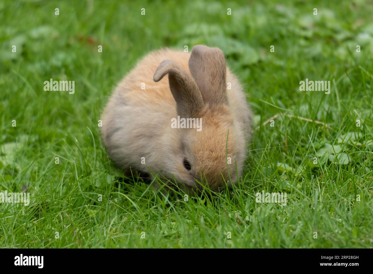Dwarf rabbit (Brachylagus idahoensis), cream-coloured, eats grass on a ...