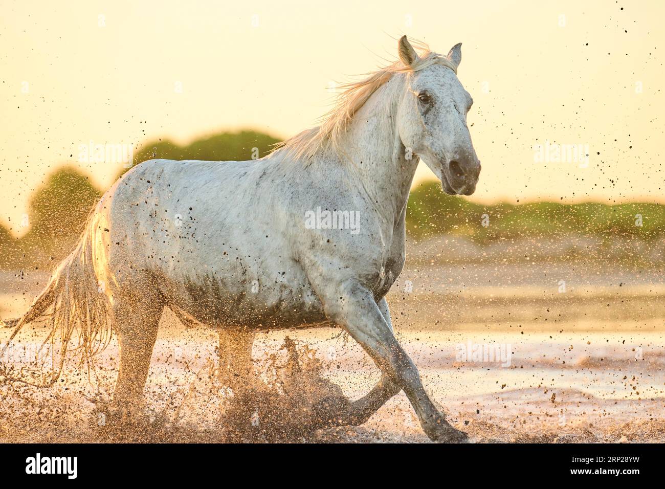 Dawn run horse hi-res stock photography and images - Alamy