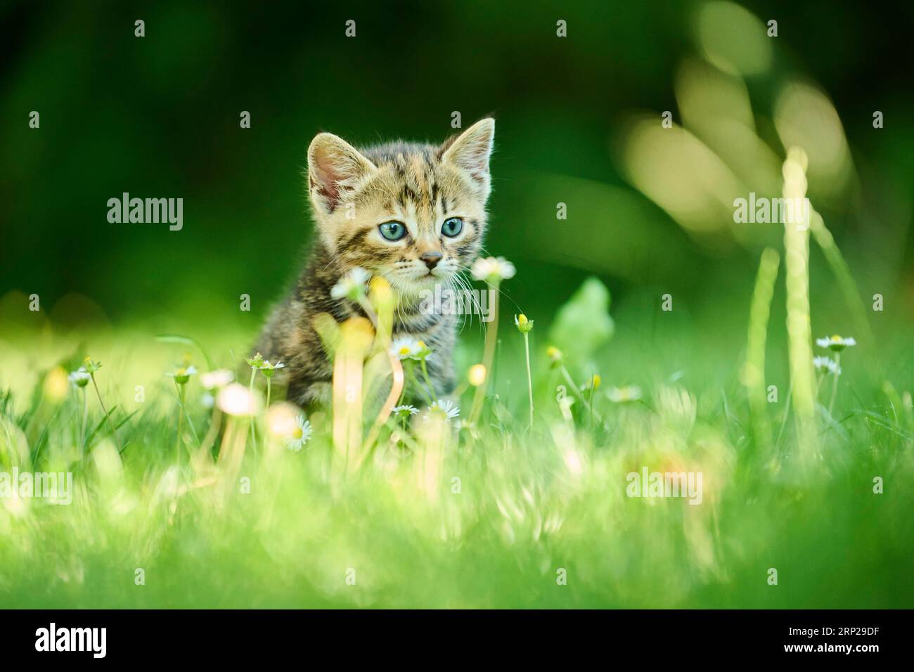 Bengal cat, domestic cat, kitten sitting on a meadow, Bavaria, Germany ...