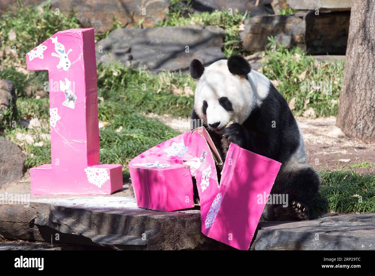 Happy pandas hi-res stock photography and images - Alamy