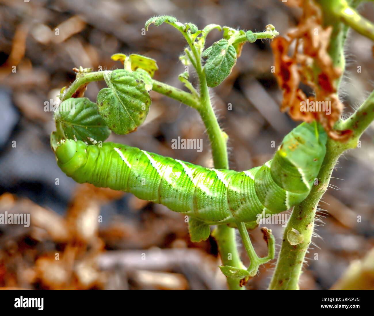 Houston Texas Green Garden Worm Eating The Tomato LeavesIn The Garden ...